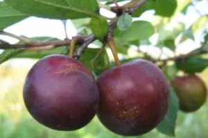 Katerangan ngeunaan hibrida plum sareng Cherry Omskaya noque, sejarah sareng fitur na