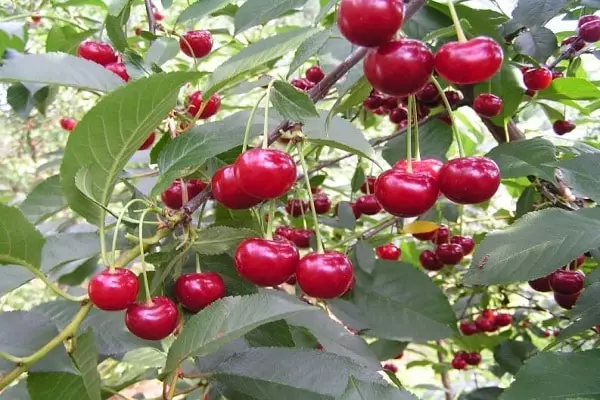 Enfermedades de un árbol