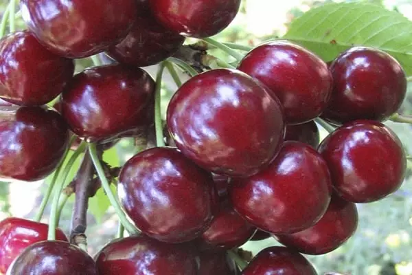 Ragam Cherry