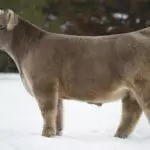 Fluffy krave: opis pasmine i karakteristike, povijest i sadržaj 5495_13