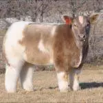 蓬鬆的奶牛：品種描述和特徵，歷史和內容 5495_3
