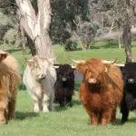 Пухкави крави: порода Описание и характеристики, история и съдържание 5495_7