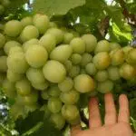 Alex vīnogas: šķirņu un īpašību apraksts, izkraušana un augšana 5496_14