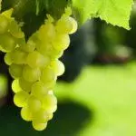 Alex vīnogas: šķirņu un īpašību apraksts, izkraušana un augšana 5496_15