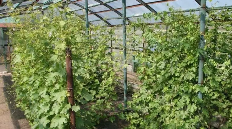 Crecendo uvas en invernadoiro