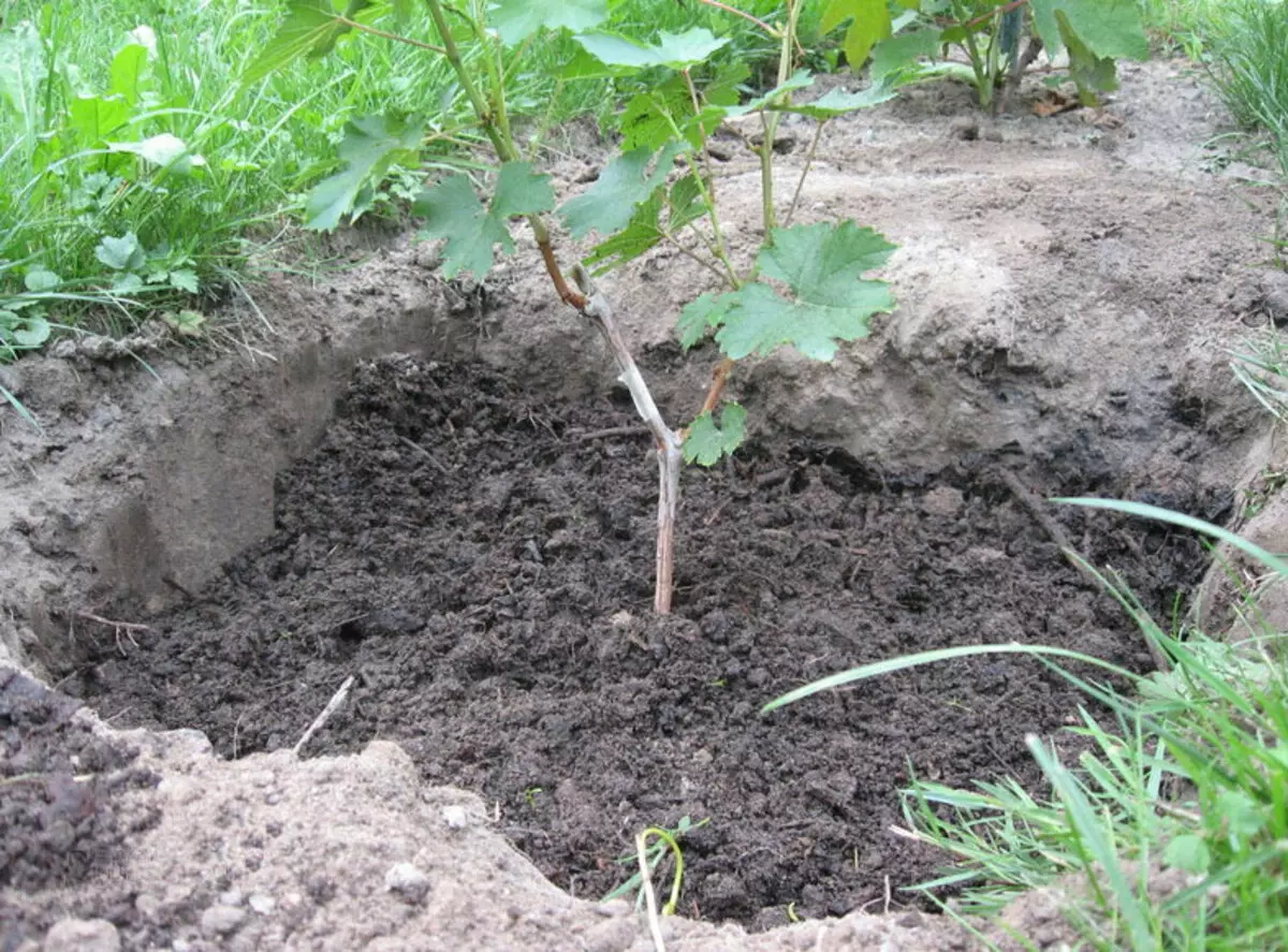 Groeiende druiven in kas