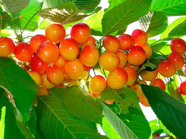 Ummangaliso ophuzi cherry