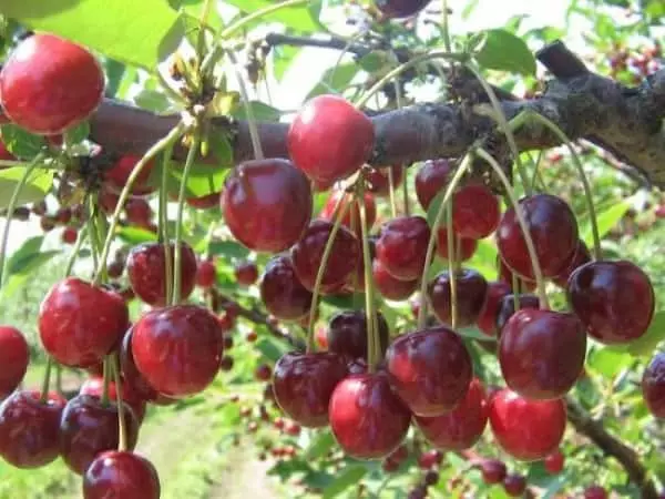 Frukter körsbär