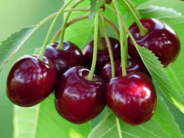 Milagre de frutas Cherry.