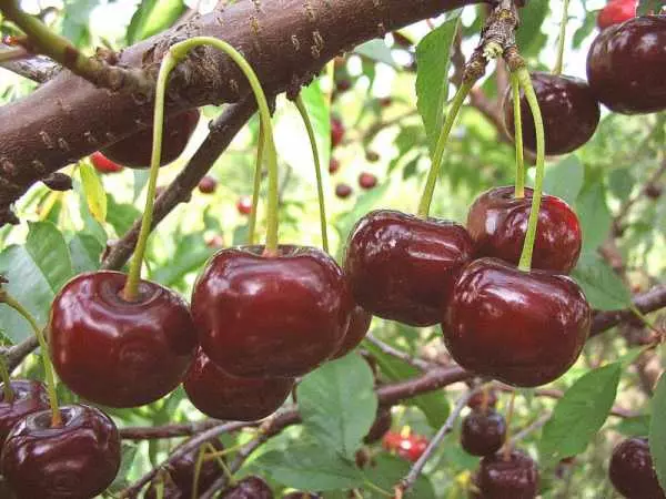 Ummangaliso Cherry