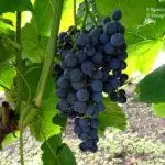 Виноград Венус: опис сорту і характеристики, посадка і вирощування 5501_2