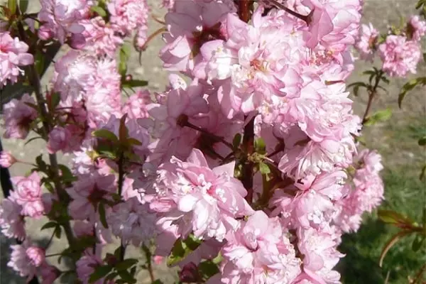 गुलाबी फूलहरू