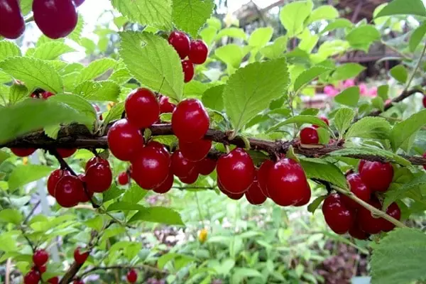 Rdeče sadje