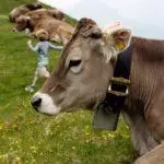 Fasting cows: How it is right and where you can, when you kicked up on the pasta 5505_3