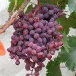 Grapes Zaporizhia Kishmish: Penerangan mengenai pelbagai, mendarat dan peraturan yang semakin meningkat 5507_1