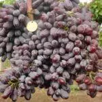 Grapes Zaporizhia Kishmish: Penerangan mengenai pelbagai, mendarat dan peraturan yang semakin meningkat 5507_3