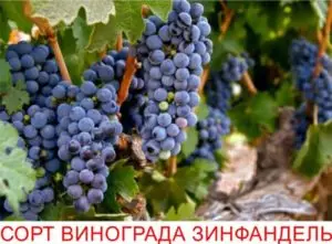 葡萄葡萄的描述Zinfandel（原语），产量和霜冻特性