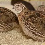 Japanese quail: Cov lus piav qhia ntawm yug thiab yam ntxwv, kev yug me nyuam thiab kev saib xyuas 550_2
