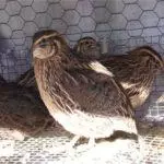 Japanska quail: Lýsing á kyn og eiginleikum, ræktun og umönnun 550_8