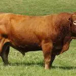 Breed Daging Bulls: Karakteristik dan Nama Yang Terbaik, Cara Memilih Fattening 5512_10