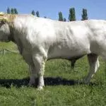 Raças de carne de touros: características e nomes do melhor, como escolher em engorda 5512_4