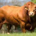 Месни породи бикове: характеристики и имена на най-добрите, как да изберем за угояване 5512_6