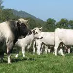 肉类品种的公牛：特色和名称最好，如何选择肥胖 5512_8