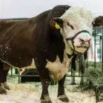 ສາຍພັນຊີ້ນຂອງ bulls: ຄຸນລັກສະນະແລະຊື່ຂອງທີ່ດີທີ່ສຸດ, ວິທີການເລືອກທີ່ຈະ fattening 5512_9