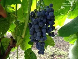 Popis a vlastnosti vinobraní vinobraní, přistání a pěstování