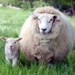 Mis sööb lambaid: mis on kodus, toitumis- ja söötmismäärad 5518_10