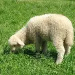 Mis sööb lambaid: mis on kodus, toitumis- ja söötmismäärad 5518_11