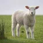Mis sööb lambaid: mis on kodus, toitumis- ja söötmismäärad 5518_12