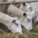 Mis sööb lambaid: mis on kodus, toitumis- ja söötmismäärad 5518_14