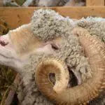 Mis sööb lambaid: mis on kodus, toitumis- ja söötmismäärad 5518_15
