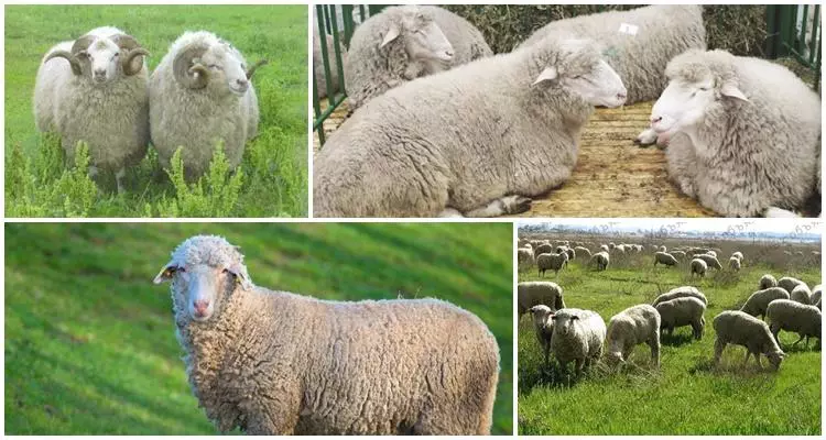 Paljud lambad