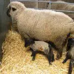 Mis sööb lambaid: mis on kodus, toitumis- ja söötmismäärad 5518_6