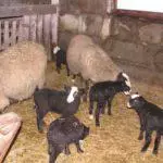Mis sööb lambaid: mis on kodus, toitumis- ja söötmismäärad 5518_7