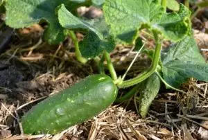 Ako aplikovať nitroposka hnojivo pre uhorky