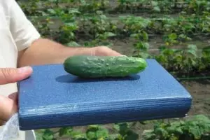 Beschrijving van de beste variëteiten van de late en middeleeuwse komkommers voor open grond