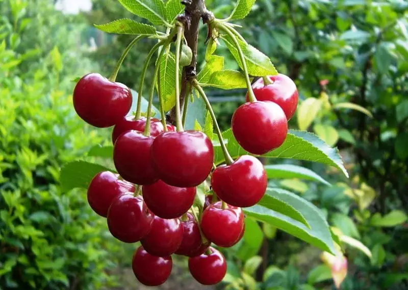 Cherry Podbelskaya.