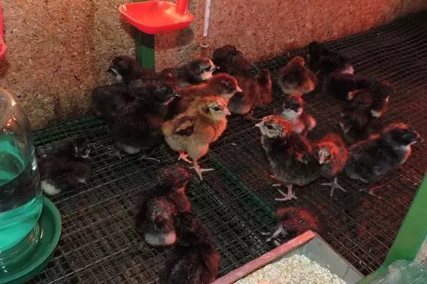 Pencahayaan dalam kandang ayam