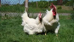 Характеристика и описание на пилетата на породата Херкулес, правила за съдържание