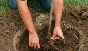 Com plantar plàntules de cirera a la primavera, estiu i tardor, regles d'atenció