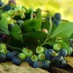Blueberry Wine: 4 simpla recepto por kuiri hejme 5530_10