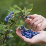 Blueberry Wine: 4 simpla recepto por kuiri hejme 5530_13