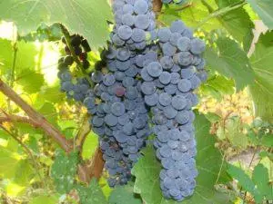 Përshkrimi dhe karakteristikat e rrushit Grapes Amur përparim, kultivim