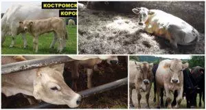 Beskrivning och egenskaper hos Kostroma av kor, frihetsberövande