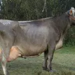 Шведска пасмина крава: Опис и карактеристике, садржаје 5534_3