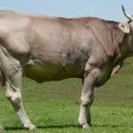 گائے کی سویڈش نسل: تفصیل اور خصوصیات، مواد کی خصوصیات 5534_5