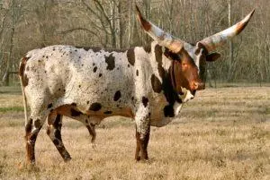 Description 3 African cow breeds, cattle breeding and breeding